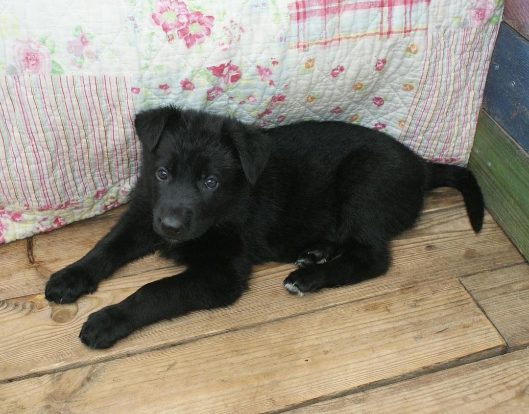 Home | Joy Shepherd Dogs